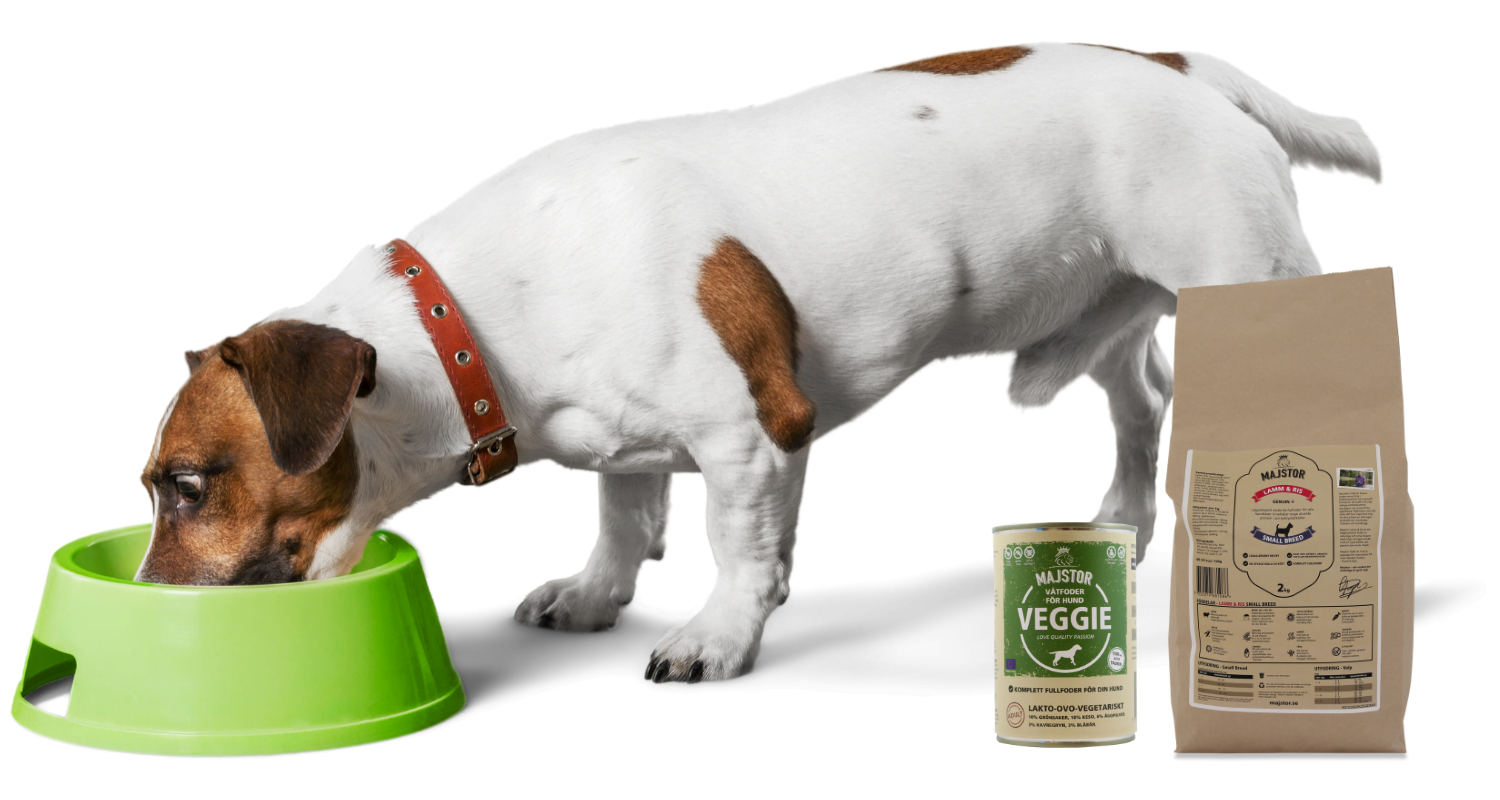 Dry food vs Wet food - Things to consider - Majstor%